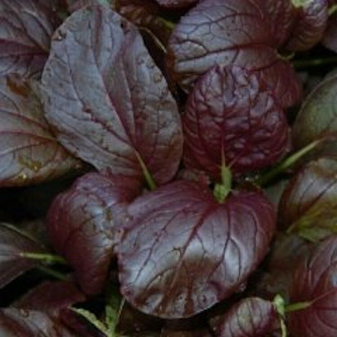 300 Gourmet Purple Hybrid Pak Choi Seeds - Bok Choi Brassica Rapa ...