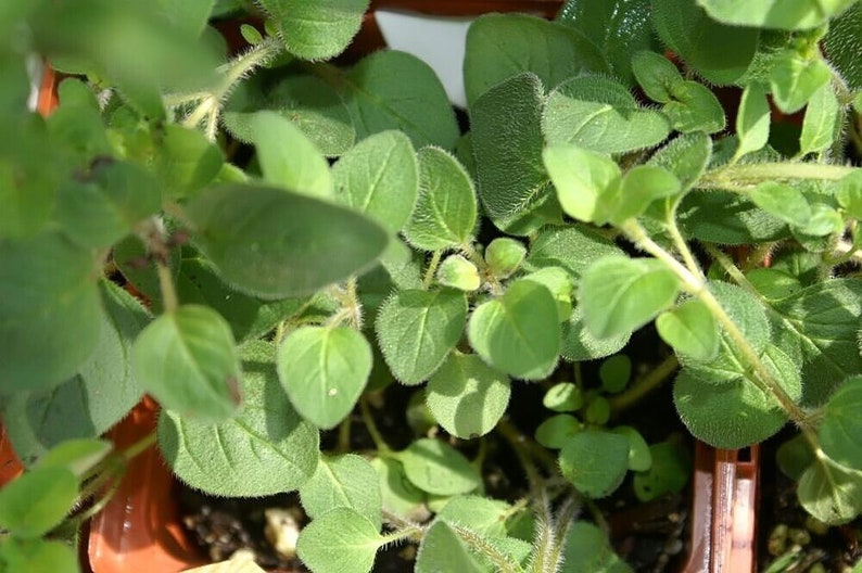 2,500 Seeds Greek True Oregano Medicinal Perennial Herb Origanum Hirtum ...