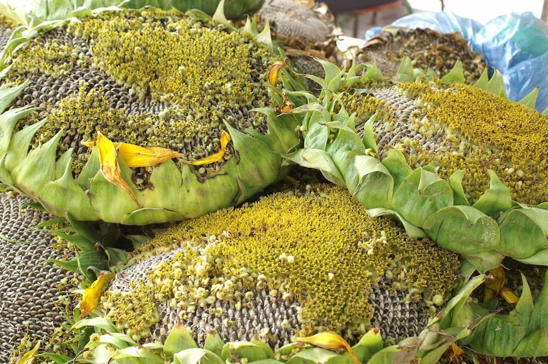 25 Giant Titan Sunflower Seeds Huge 24 Inch Heads Big Fat Seeds - Etsy