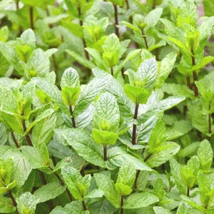 Mentha Spicata Spearmint Seeds, Grow Your Own Mint Plants, Herbal Seed ...
