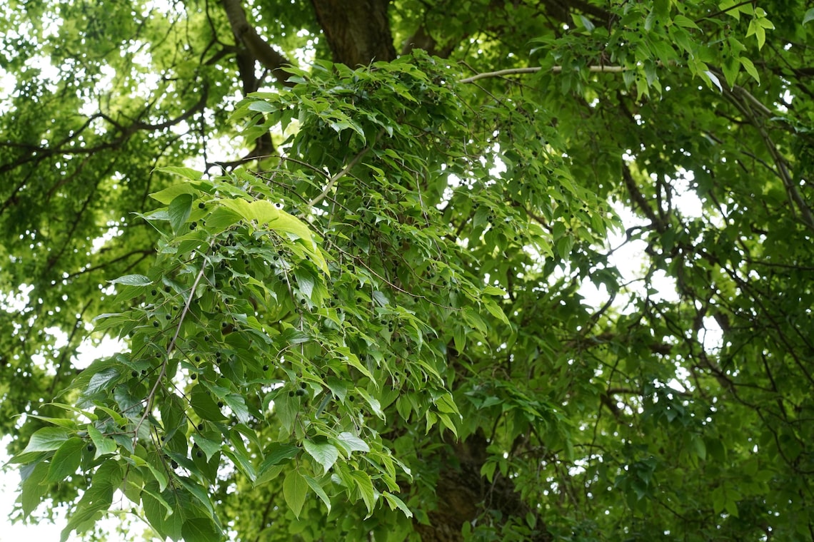 Hackberry Tree Seeds Celtis Occidentalis Non-gmo – Hardy Native Shade ...