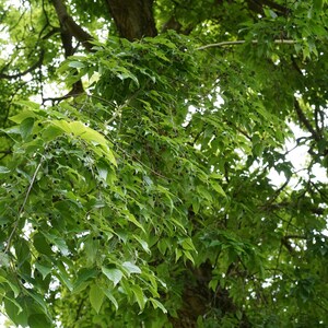 Hackberry Tree Seeds Celtis Occidentalis Non-gmo – Hardy Native Shade ...