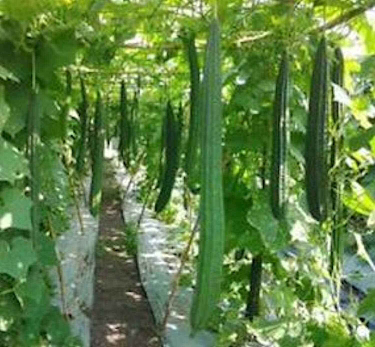 16 Ridged Gourds/angled Luffa/chinese Okra/sponge Gourds/luffa ...
