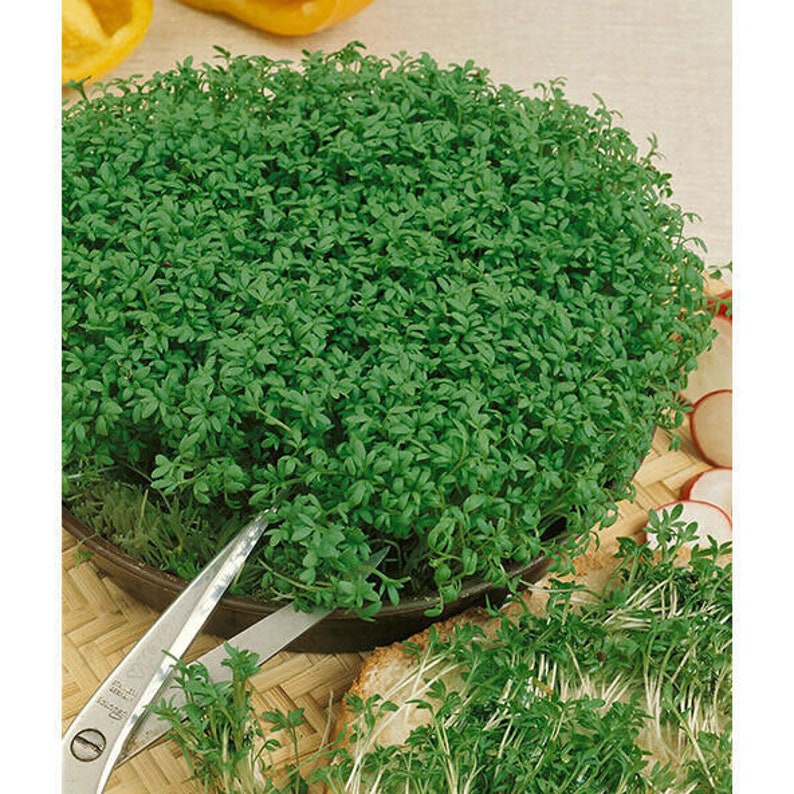 1500 Curled Garden Cress Seeds Non-gmo Heirloom | USA Seller - Etsy