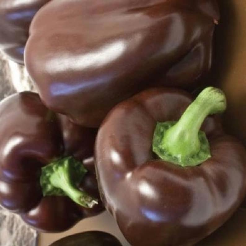 50 Chocolate Beauty Bell Pepper Seeds Non-gmo Heirloom Free Shipping - Etsy