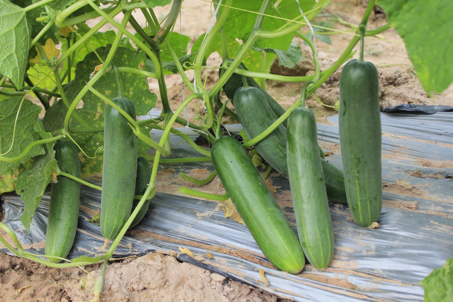 Spacemaster Cucumber 80 Seeds Non-gmo, Tracking Included, Vegetables ...