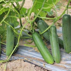 Spacemaster Cucumber 80 Seeds Non-gmo, Tracking Included, Vegetables ...