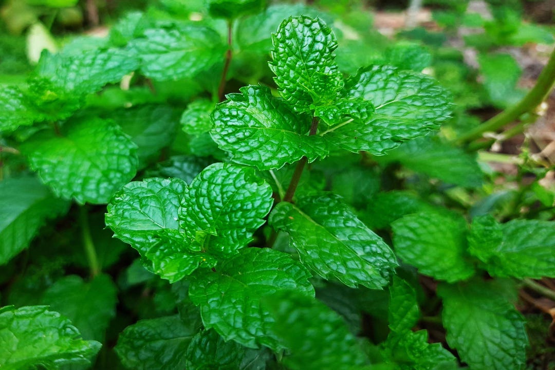 Mentha Spicata Spearmint Seeds, Grow Your Own Mint Plants, Herbal Seed ...