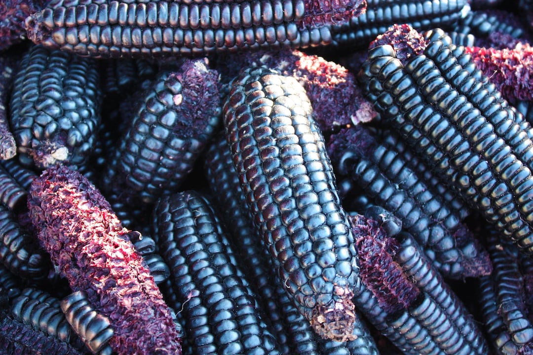 Hopi Blue Corn Seeds Heirloom Non-gmo, Tracking Included, Native ...