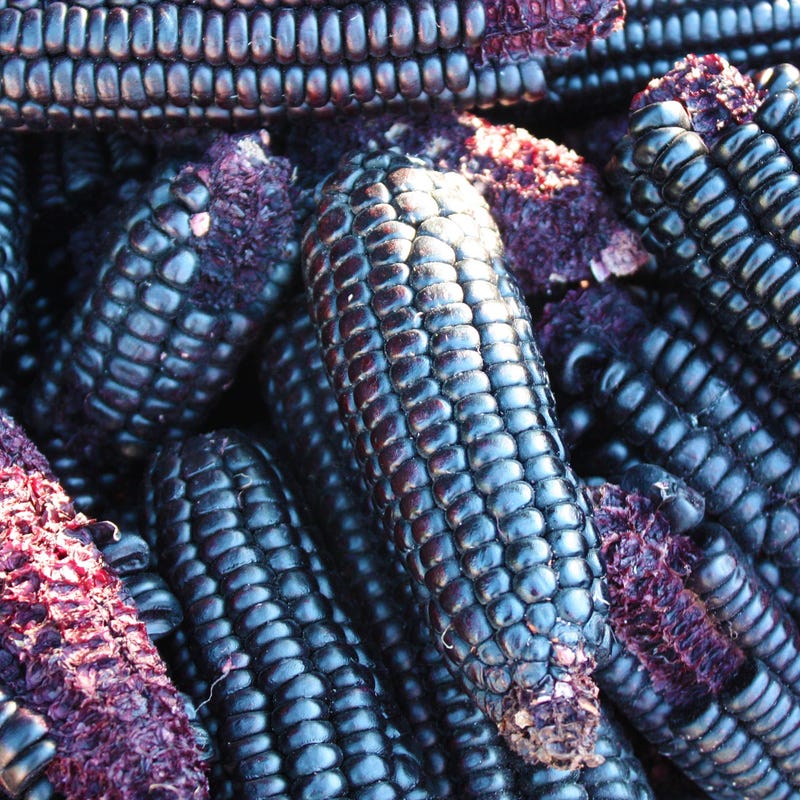 Corn Seeds - Etsy