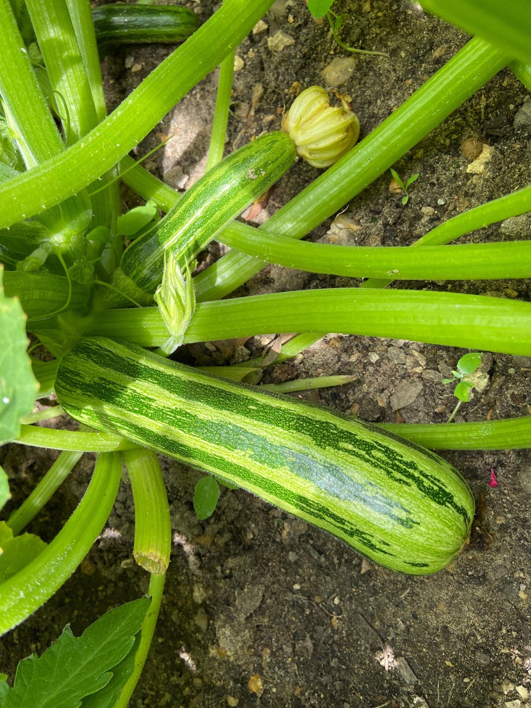 Cocozelle Zucchini Summer Squash Seeds, Italian Squash Non-gmo ...