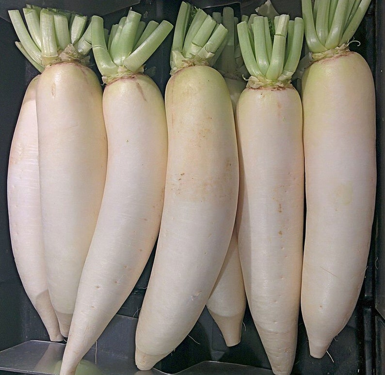600+ Daikon Radish Seeds Heirloom Non Gmo Usa-seller! - Etsy