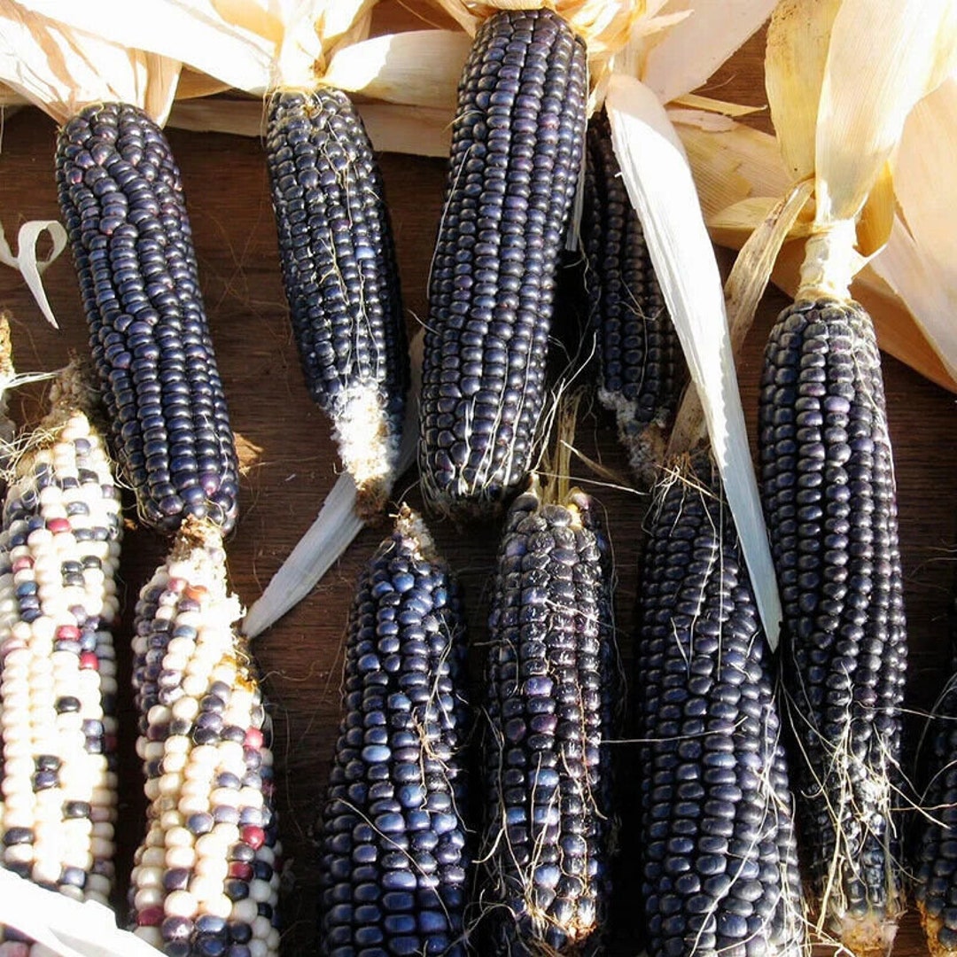 30 Hopi Blue Corn Seeds Heirloom Non-gmo USA Seller - Etsy