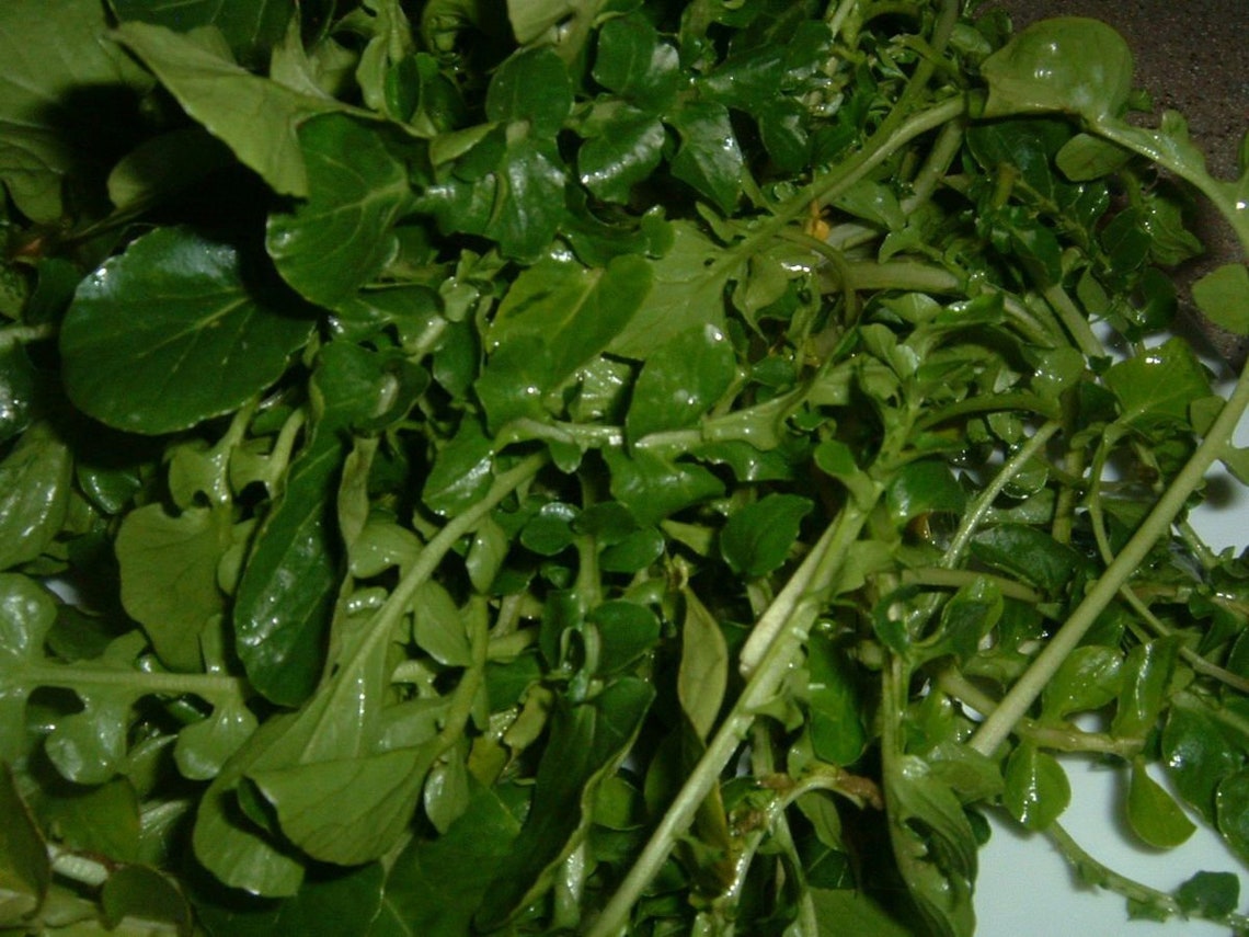 2000 True Watercress Seeds Non-gmo Heirloom | USA Seller - Etsy