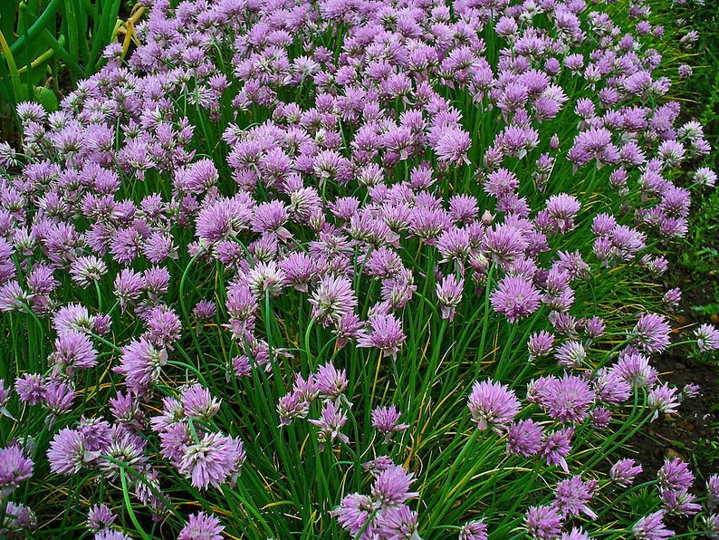 750 Chives Seeds Allium Schoenoprasum Non-gmo - Etsy