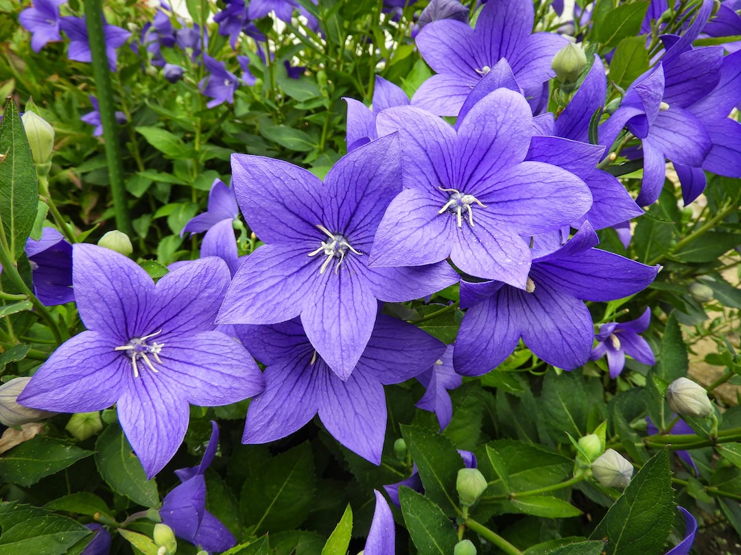 Balloon Flower Toraji Platycodon Grandiflorus Seeds, Non-gmo, Tracking ...
