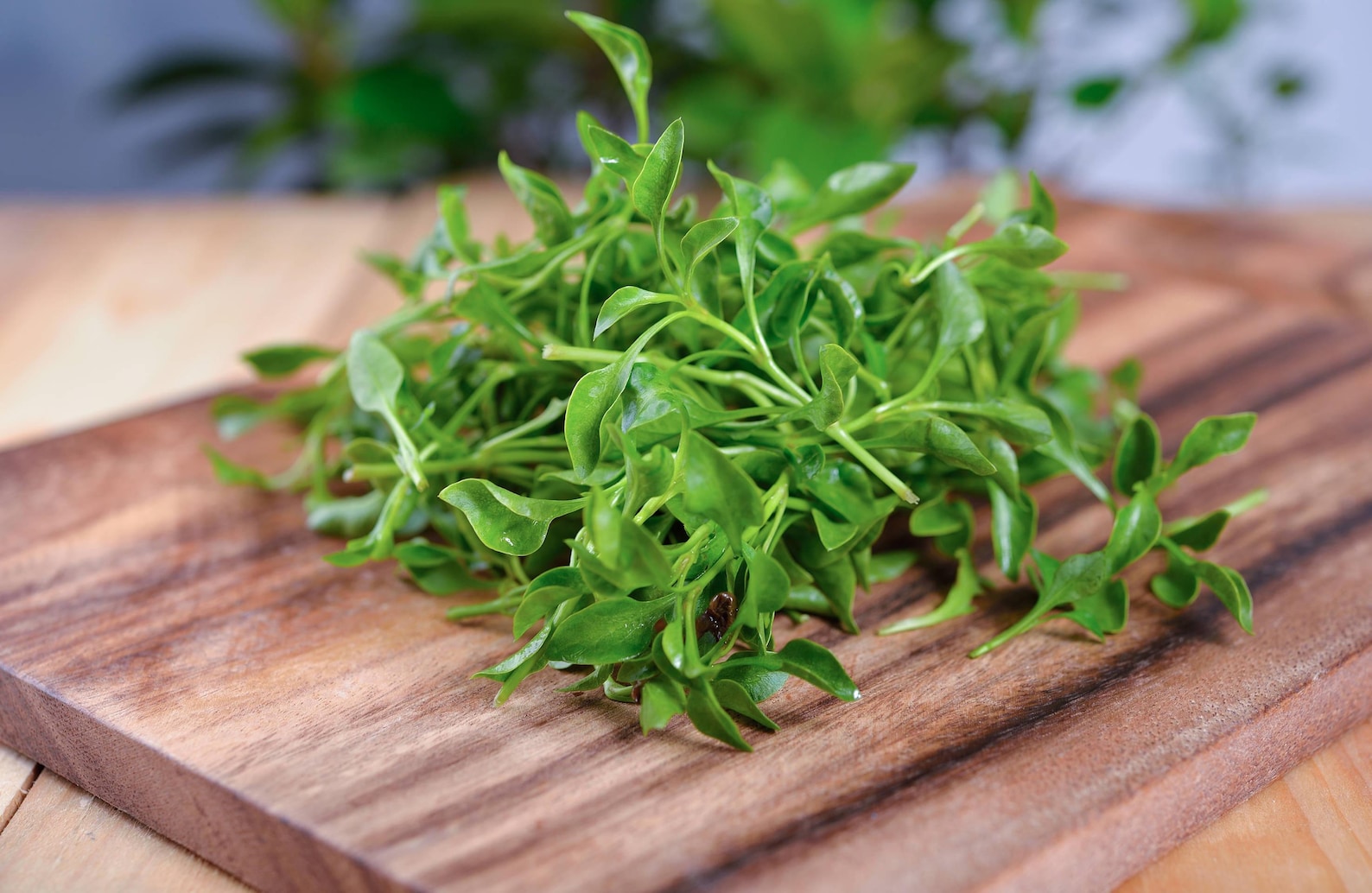 True Watercress Seeds, Non-gmo, Shipped W/ Tracking, Heirloom , Edible ...