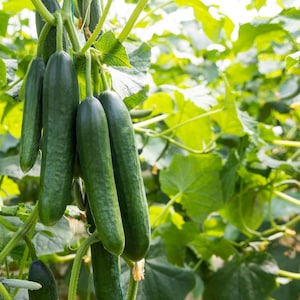 Spacemaster Cucumber 80 Seeds Non-gmo, Tracking Included, Vegetables ...