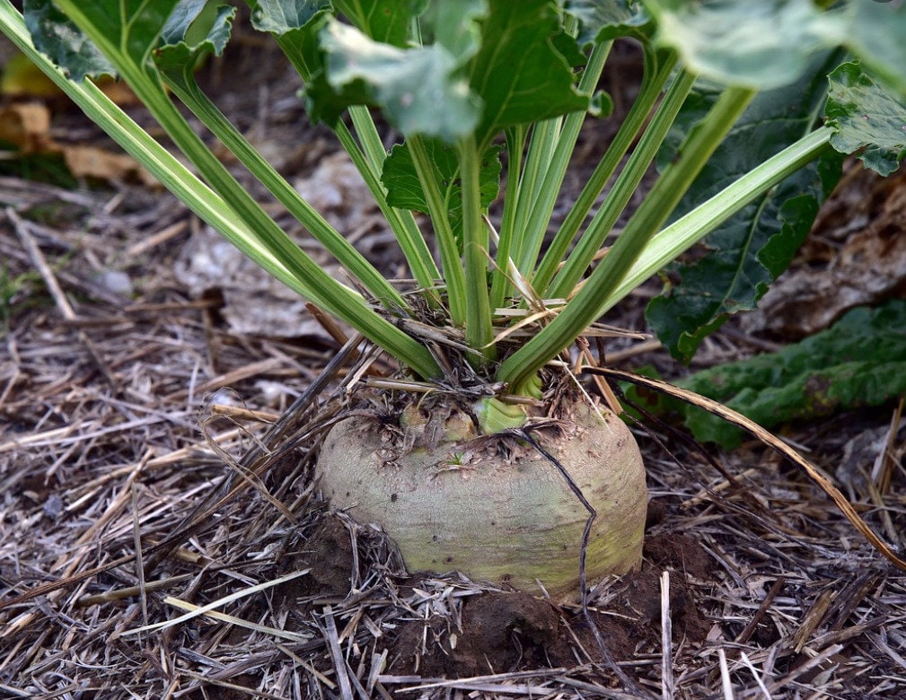 250 Sugar Beet Seeds Beta Vulgaris - Etsy