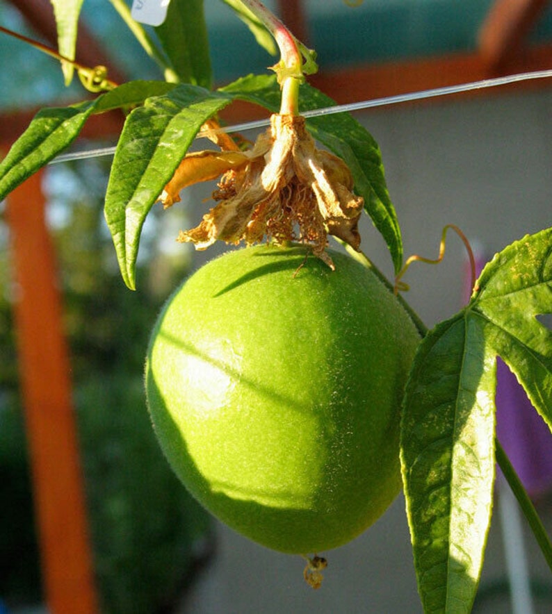 15 Maypop Purple Passion Seeds (edible Fruit!) (passiflora Incarnata ...