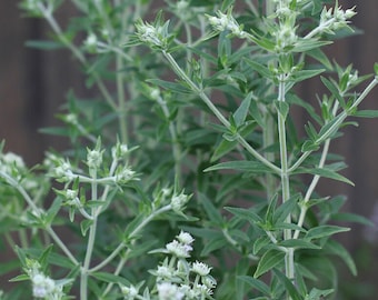 Bulk Mountain Mint Seeds, Native American Pycnanthemum Pilosum, Hairy ...