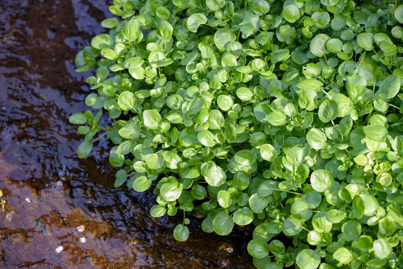 True Watercress Seeds, Non-gmo, Shipped W/ Tracking, Heirloom , Edible ...