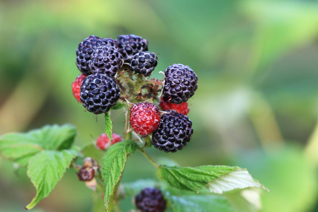Organic Black Raspberry Bush Seeds, Sweet & Pesticide-free, Shipped ...