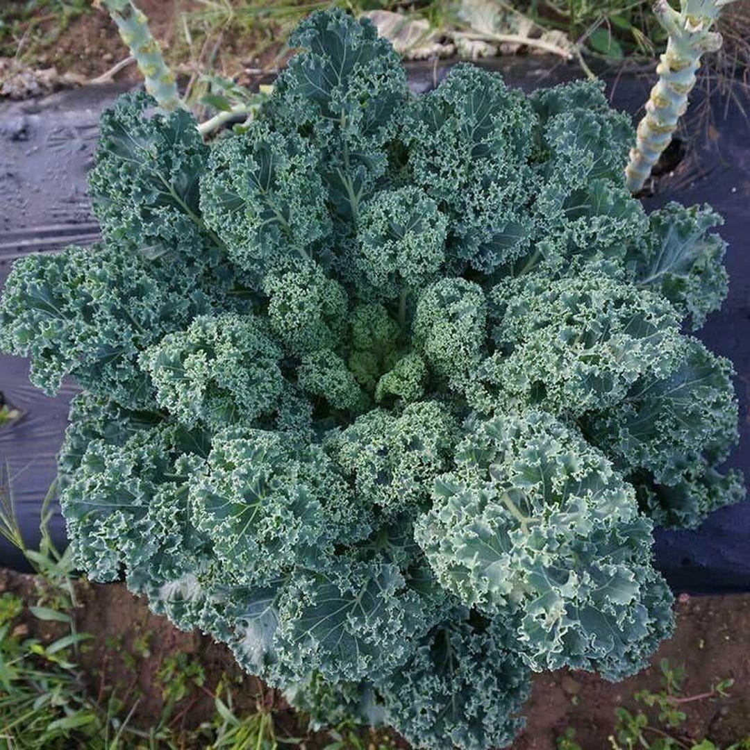 Dwarf Blue Curled Scotch Kale Seeds With Tracking, Garden Seeds, Grow ...