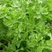 1500 Curled Garden Cress Seeds Non-gmo Heirloom | USA Seller - Etsy