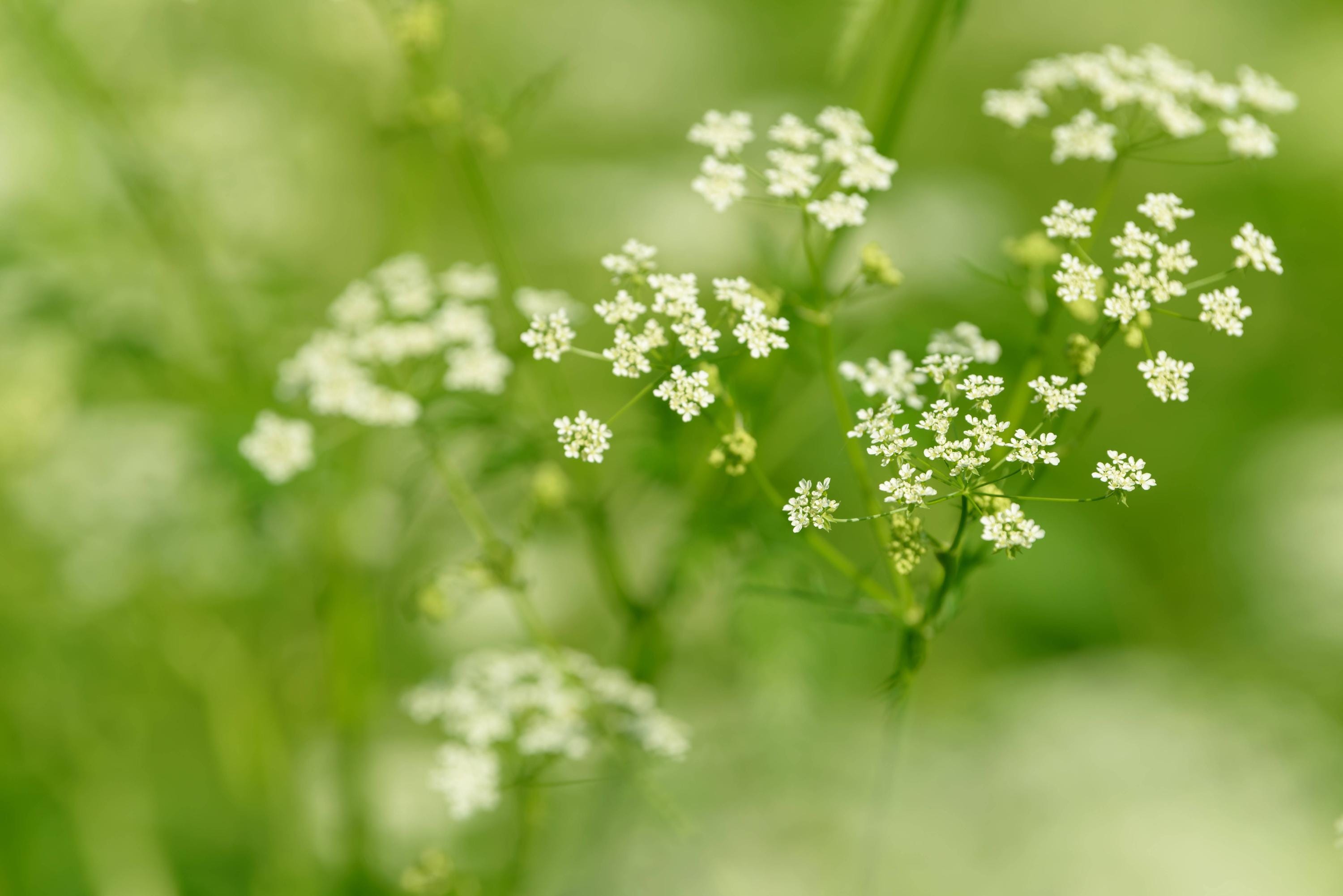 Anise Seeds Non-gmo Shipped With Tracking, Culinary Herb Seeds, Farm-to ...