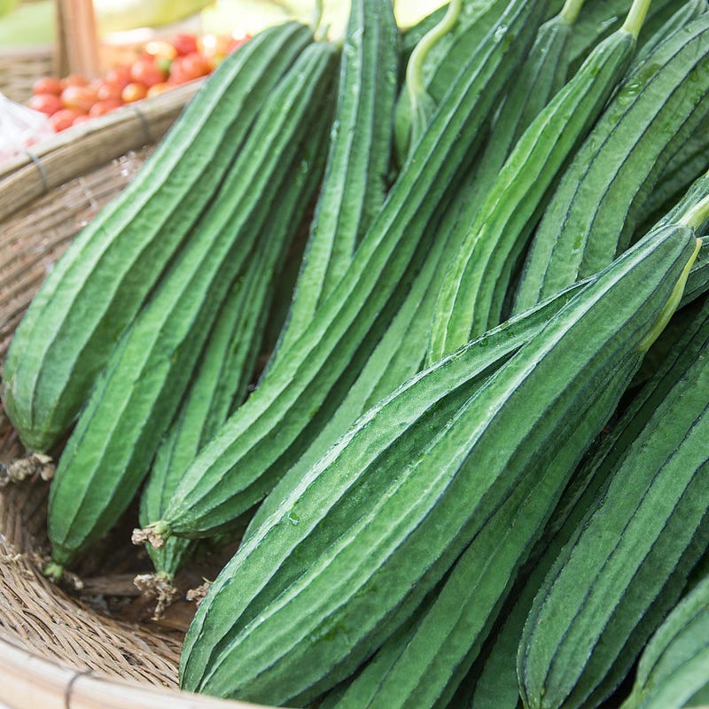Patola Plants - Etsy