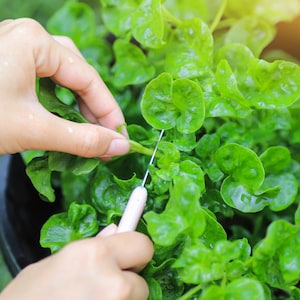 True Watercress Seeds, Non-gmo, Shipped W/ Tracking, Heirloom , Edible ...