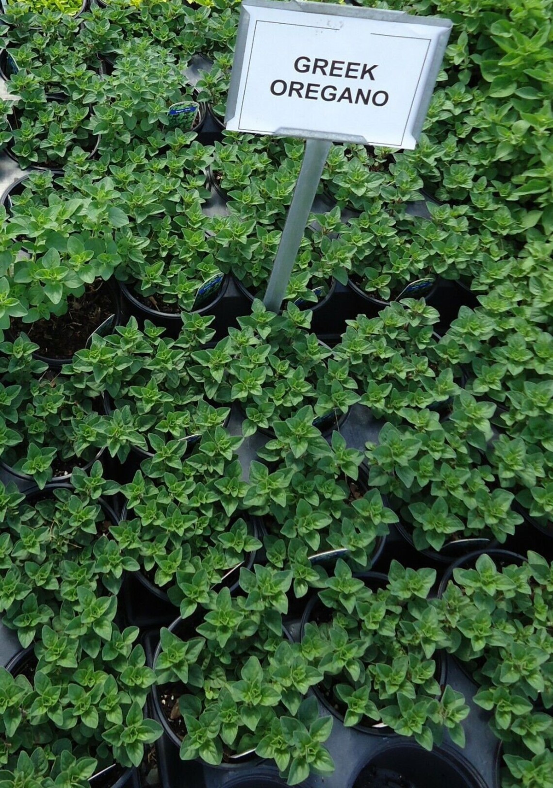 2,500 Seeds Greek True Oregano Medicinal Perennial Herb Origanum Hirtum ...