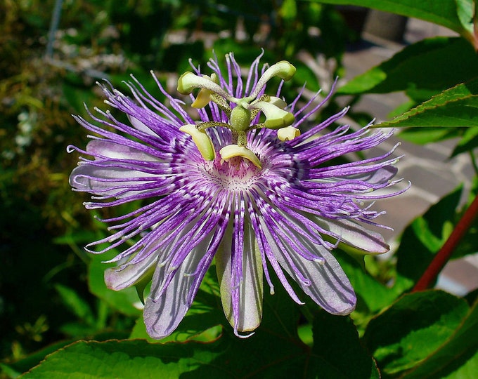 15 Maypop Purple Passion Seeds (edible Fruit!) (passiflora Incarnata ...