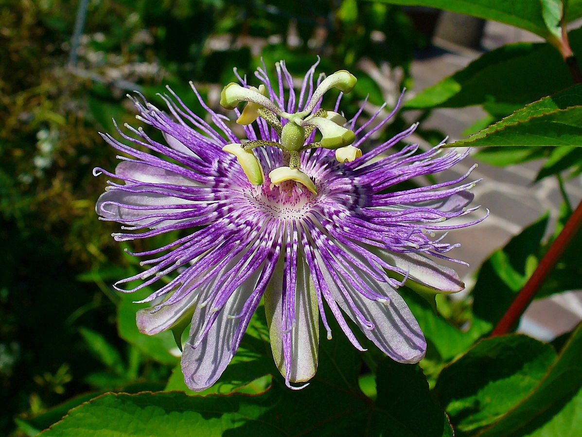 15 Maypop Purple Passion Seeds (edible Fruit!) (passiflora Incarnata ...