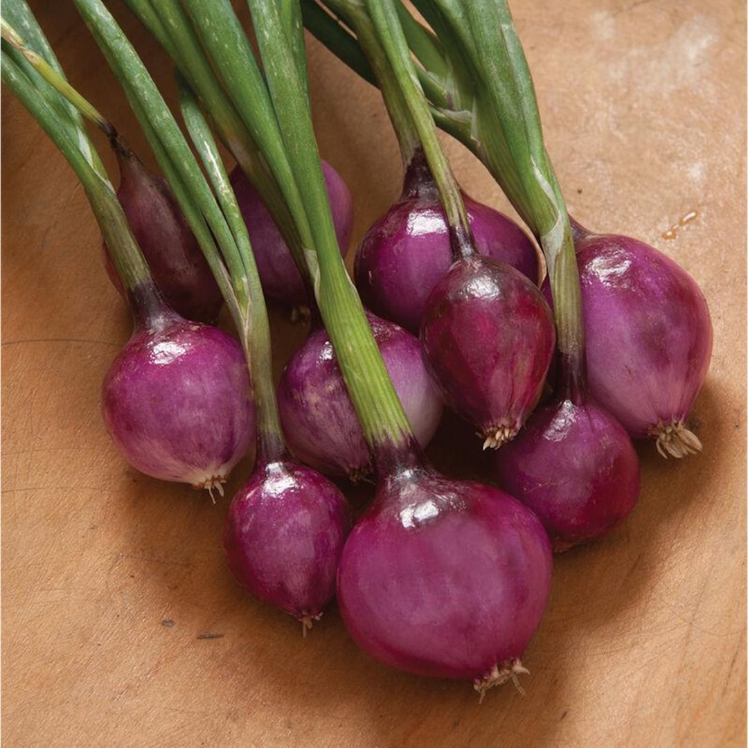 Purplette Onion Seed With Tracking, Non-gmo Onion Variety, Specialty ...