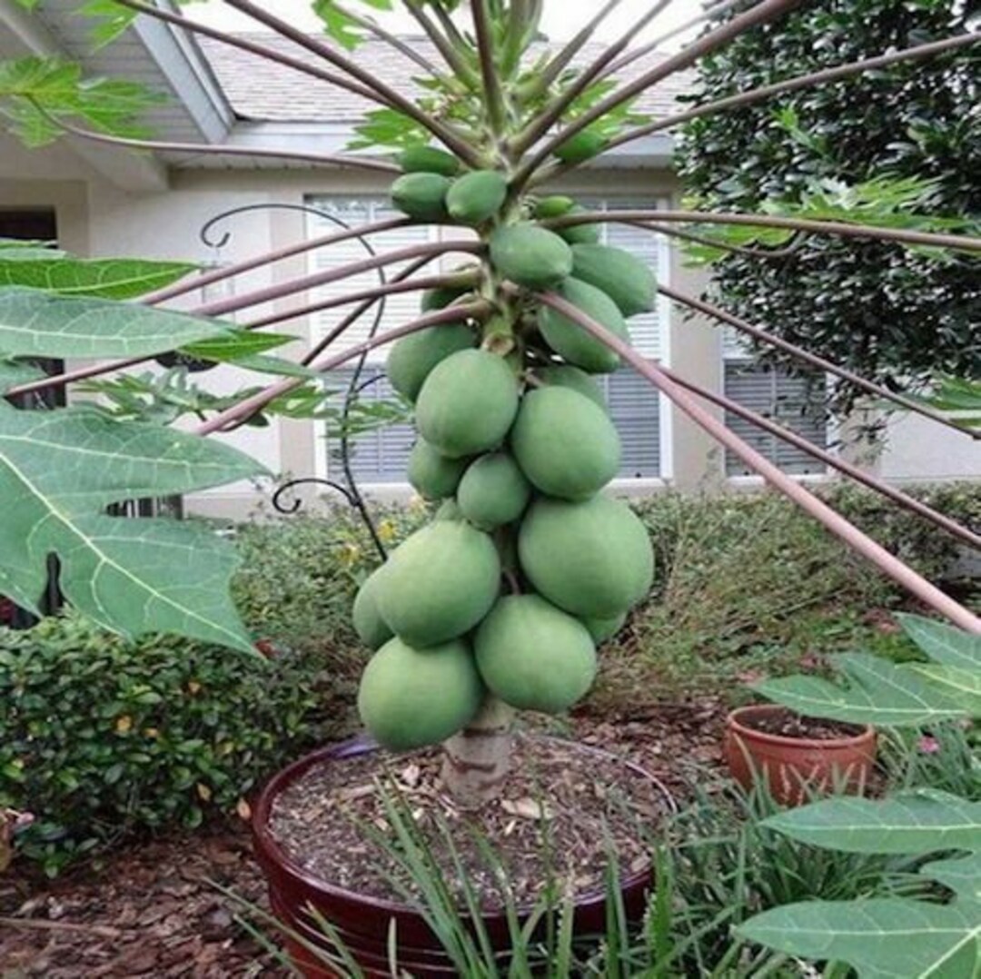 25 Original Solo Sunset Papaya Seeds Fruits at Few Feet Tall in 9 ...