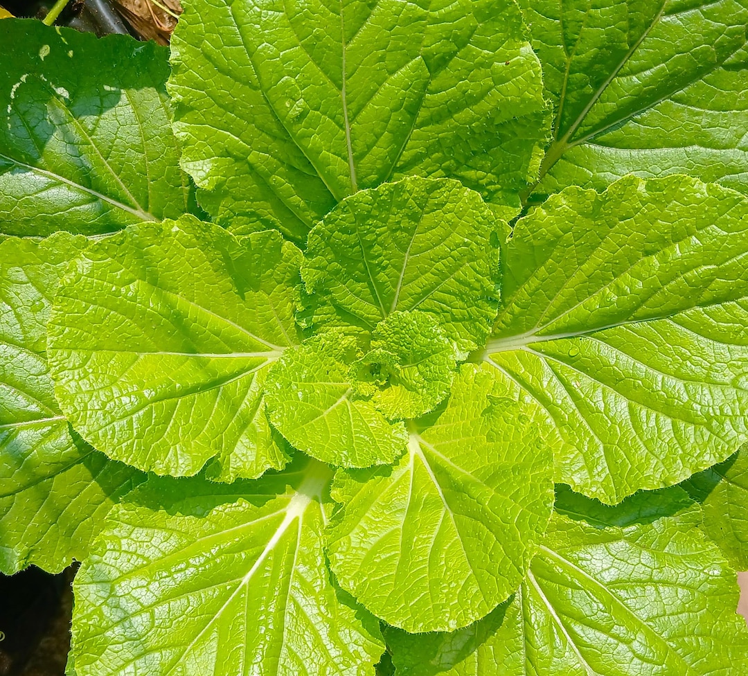 Florida Broadleaf Mustard Seeds, Heirloom NON-GMO Shipped With Tracking ...