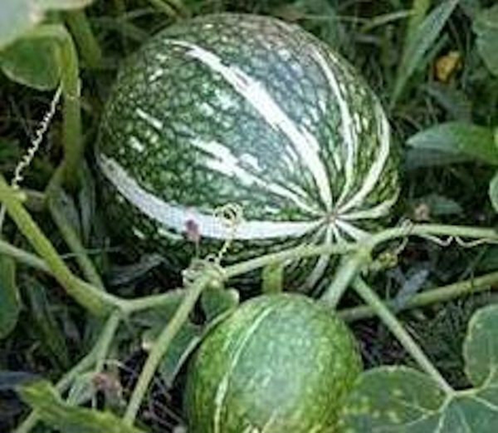15 TREATED Shark Fin Melon Squash Seeds Gom Bo Cucurbita Ficifolia USA ...