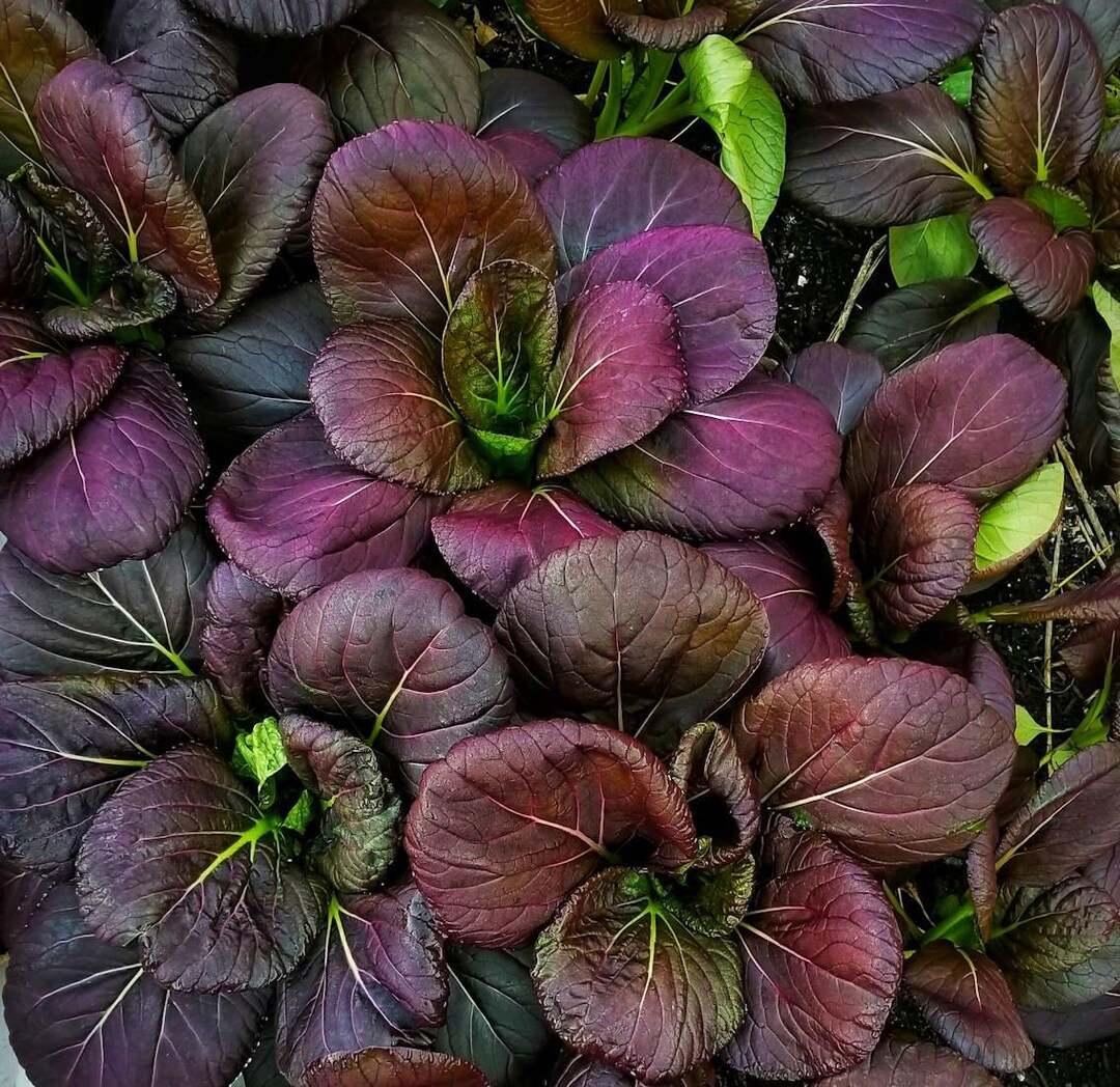 Purple Magic Epic High Pak Choi Hybrid Seeds, Tracking Included - Etsy