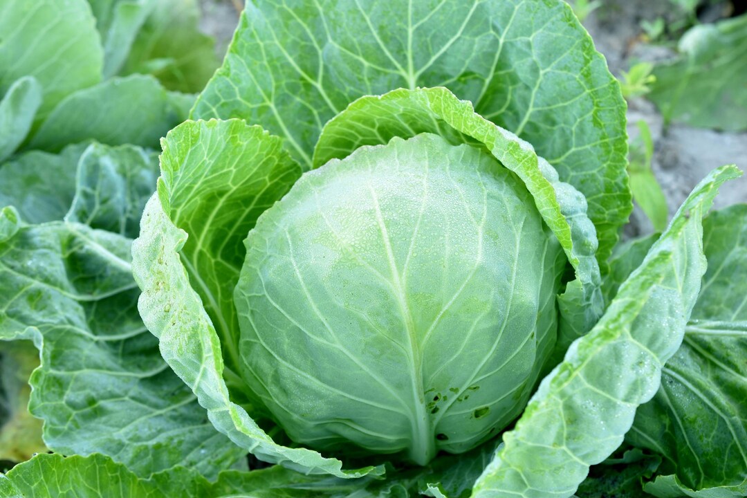 All Seasons Cabbage Seeds, Spring Summer Fall Planting, Tracked ...