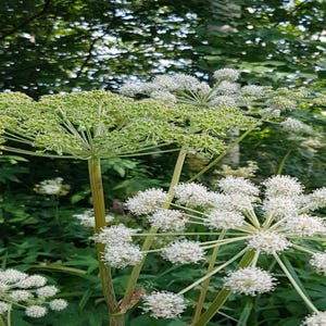 Angelica Heirloom Herb Seeds - Medicinal Herb, Culinary Herb, Herbal ...