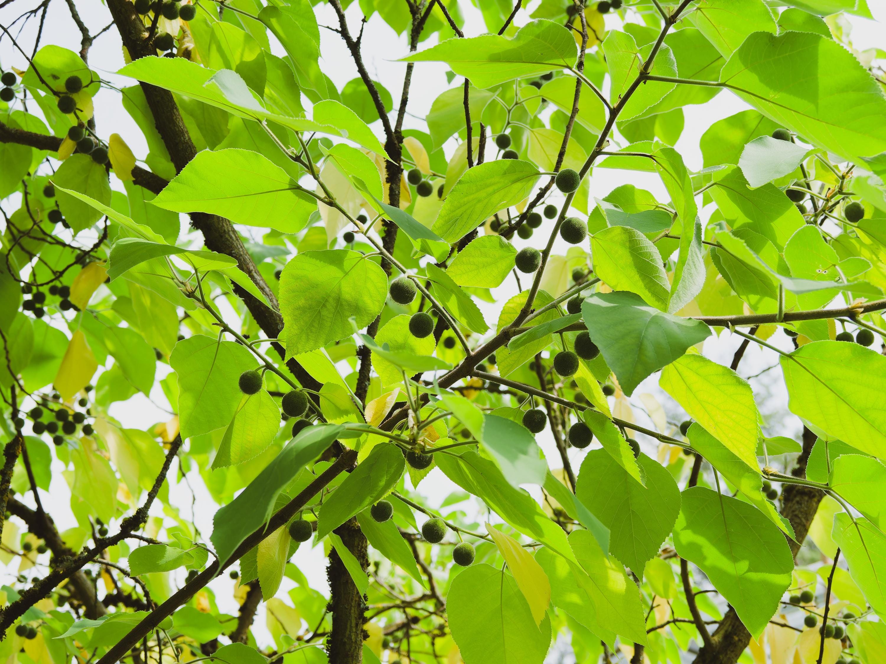Hackberry Tree Seeds Celtis Occidentalis Non-gmo – Hardy Native Shade ...