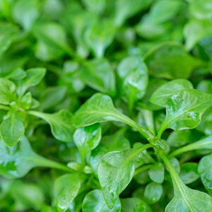 True Watercress Seeds, Non-gmo, Shipped W/ Tracking, Heirloom , Edible ...