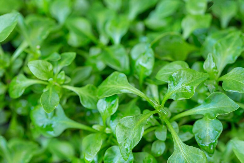 True Watercress Seeds, Non-gmo, Shipped W/ Tracking, Heirloom , Edible ...