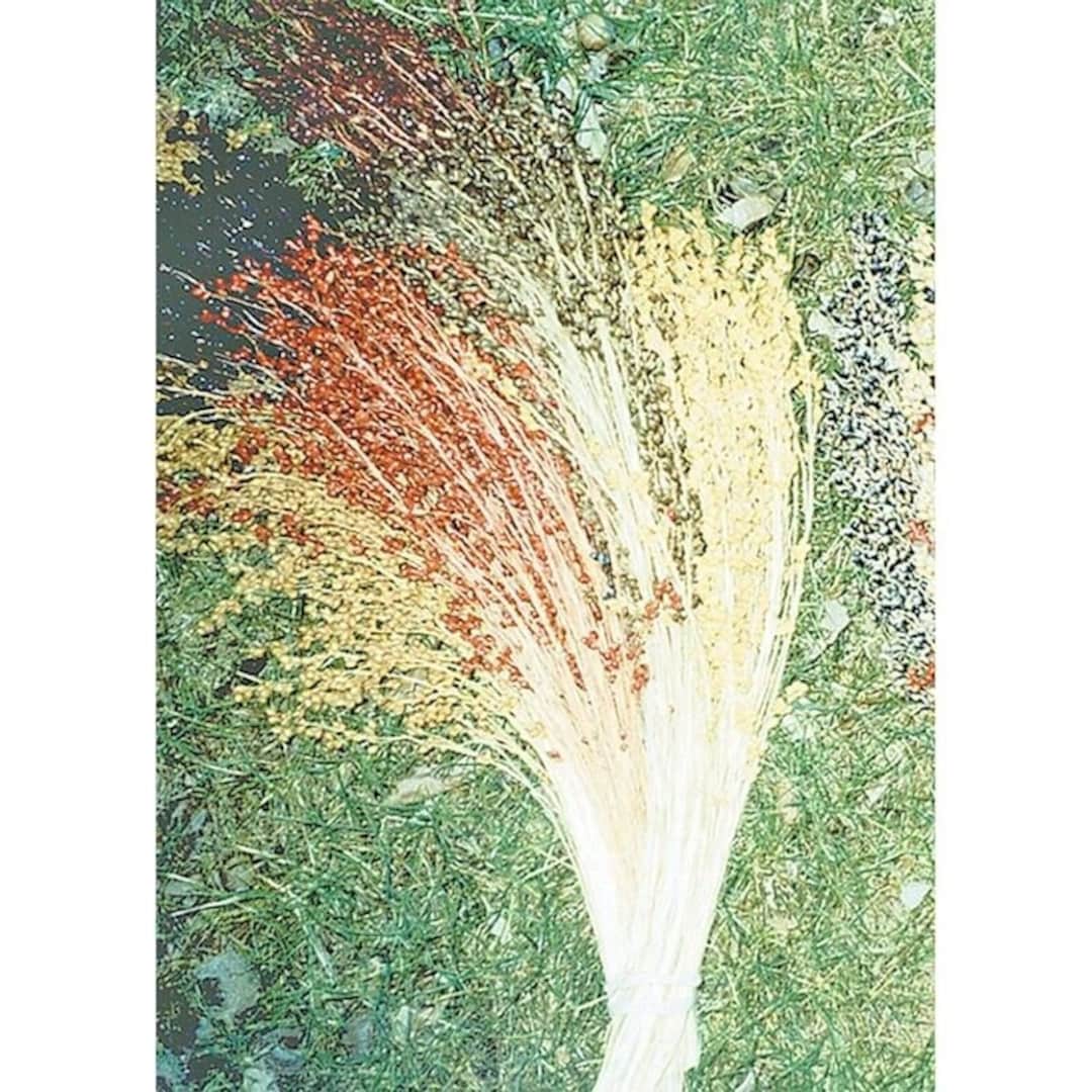 125 Multicolor Broom Corn Seeds Non-gmo Heirloom Free Shipping - Etsy