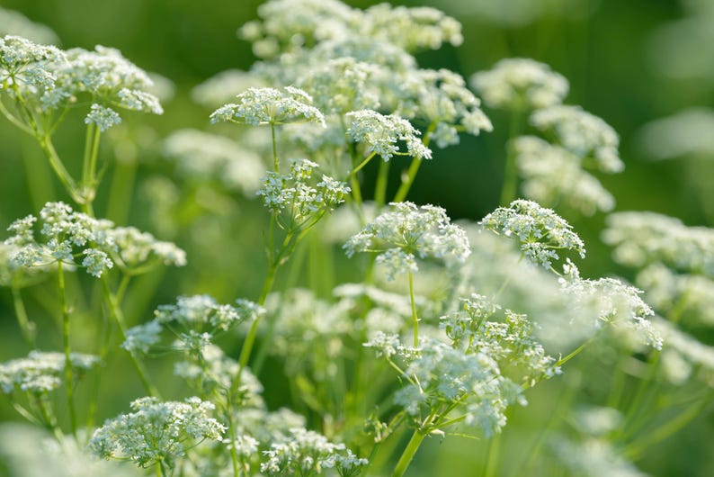 Anise Seeds Non-gmo Shipped With Tracking, Culinary Herb Seeds, Farm-to ...