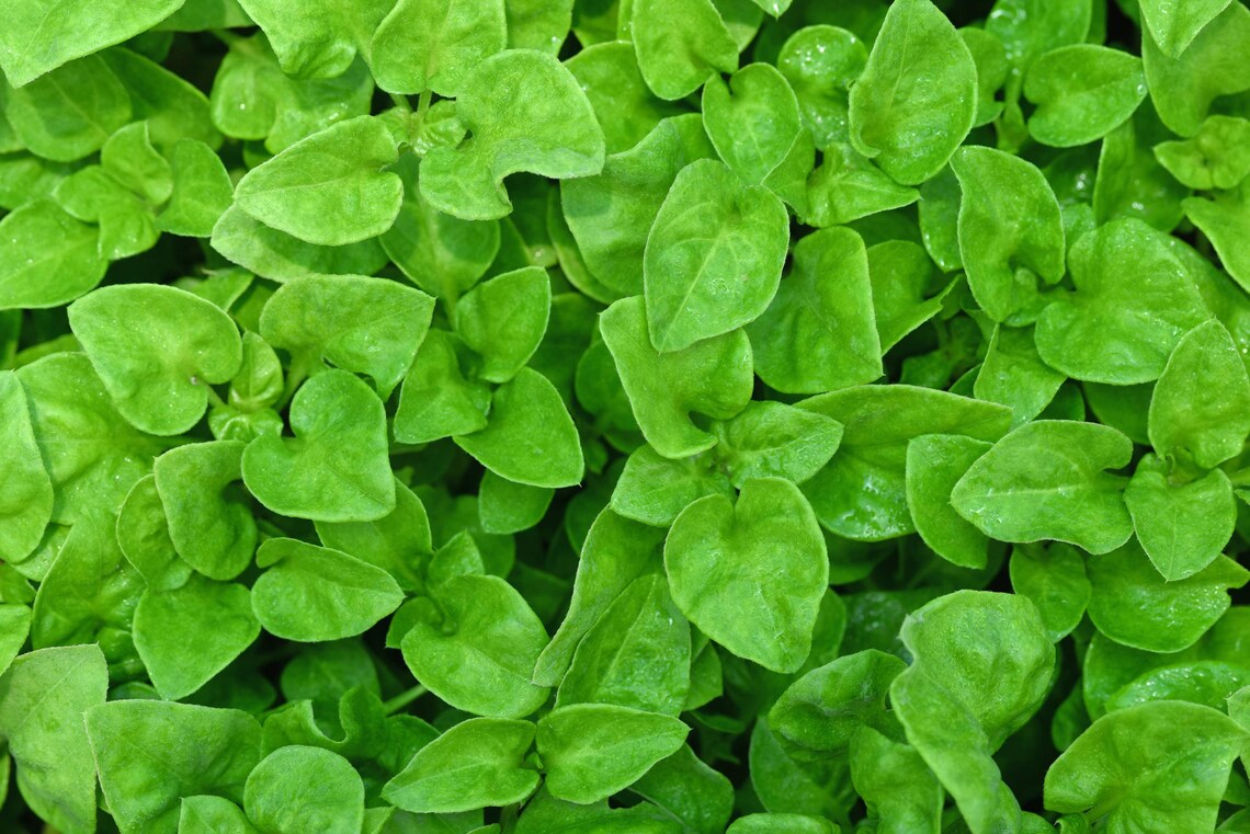 True Watercress Seeds, Non-gmo, Shipped W/ Tracking, Heirloom , Edible ...