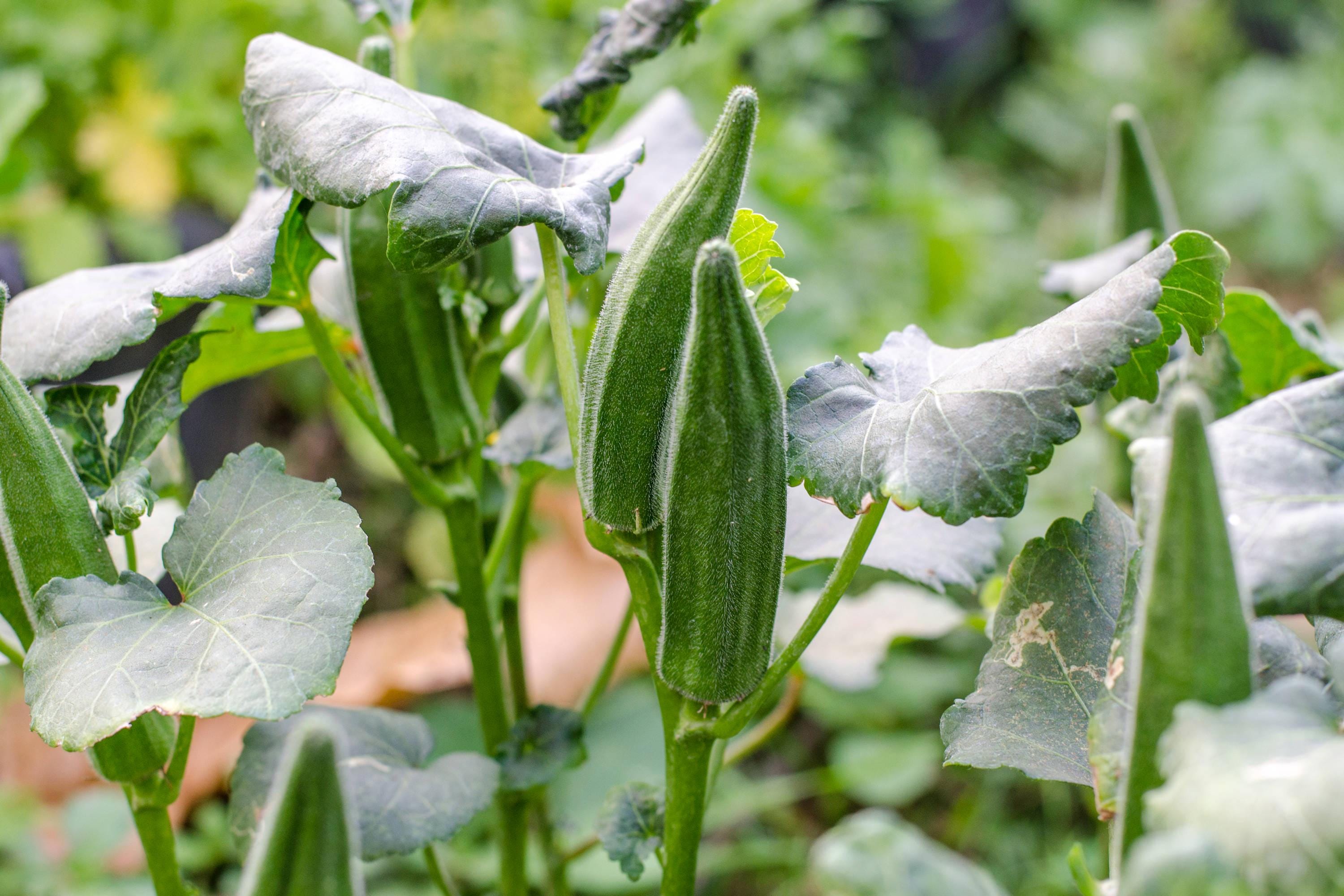 Star of David Okra Seeds Non-gmo Heirloom, Tracking Included, Gardening ...