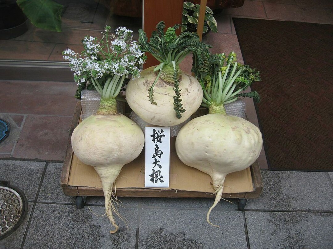 150 Sakurajima Mammoth Daikon Seeds Largest Radish in the World, Mild ...